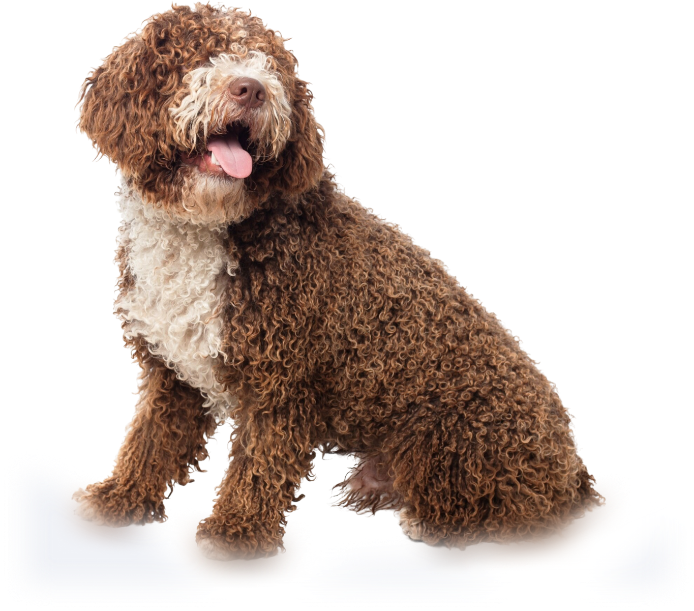 PetsyDNA: AI Dog Breed Identifier
